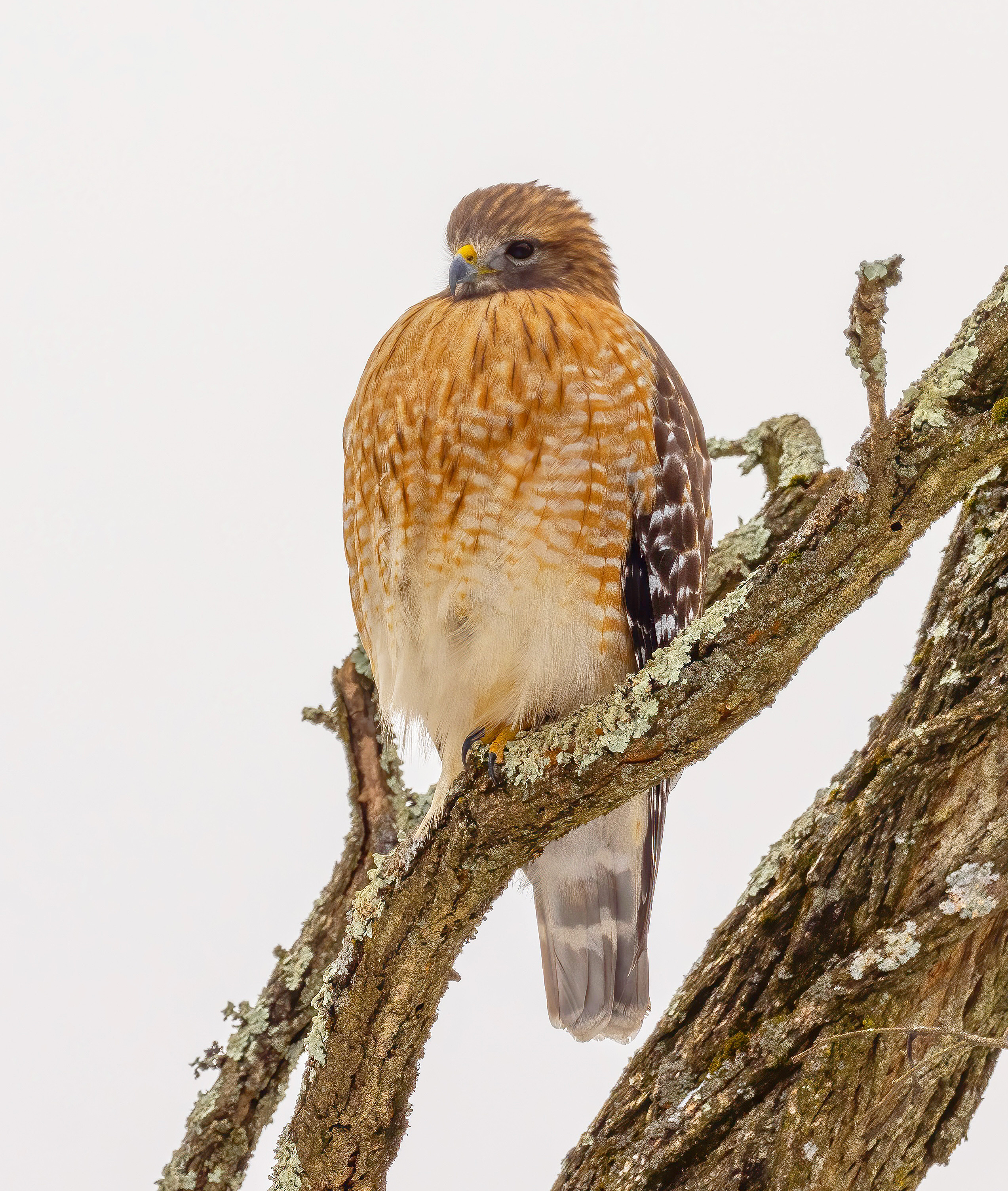 Red-shouldered hawk – Easton Courier