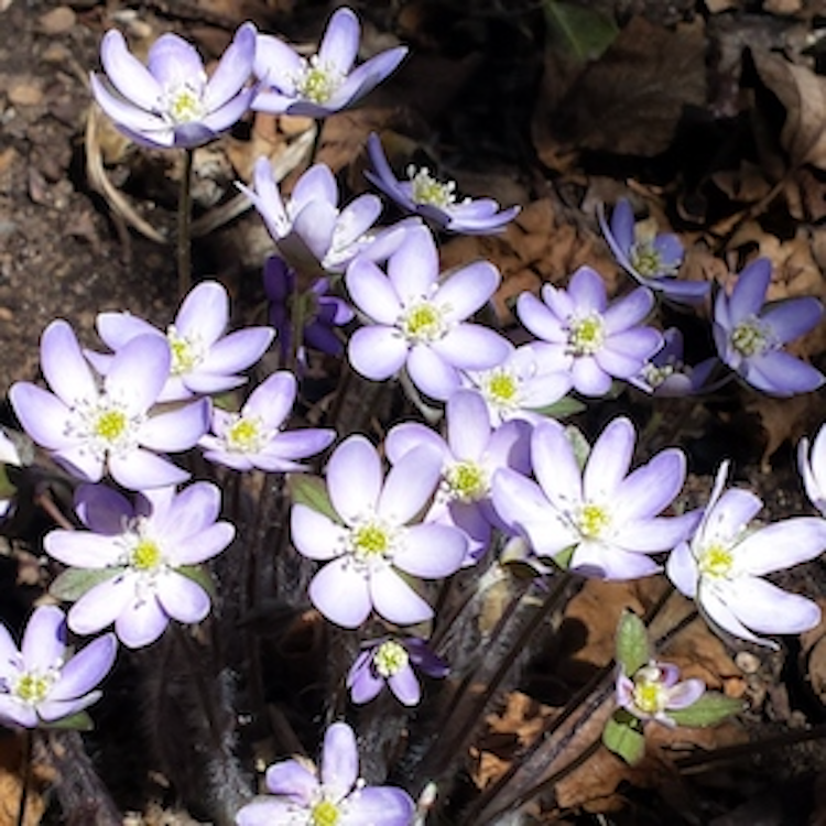 Hepatica-Cropped-copy.png – Easton Courier